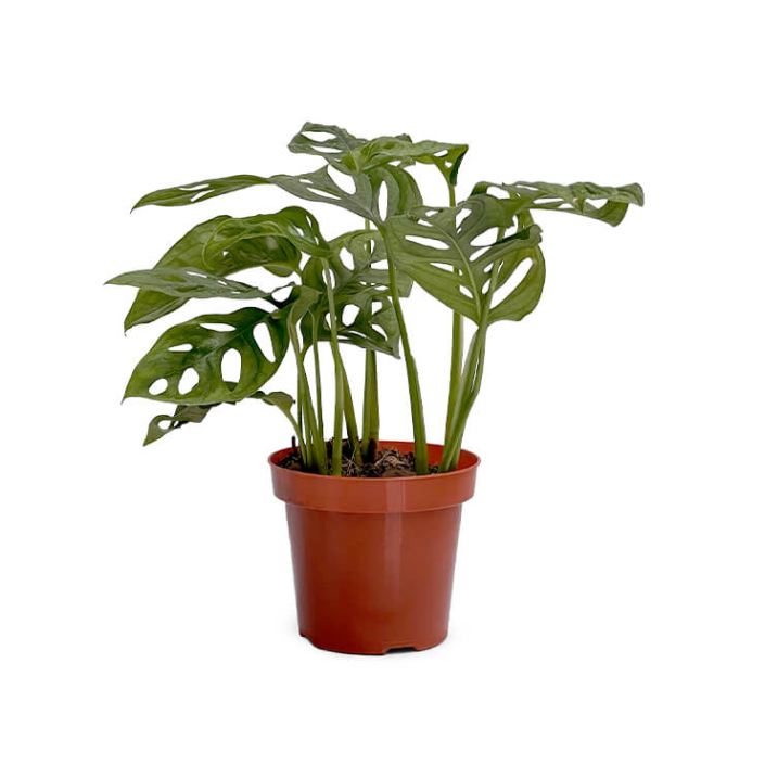 Monstera Maceta 10 cm – Vivero El Bosque